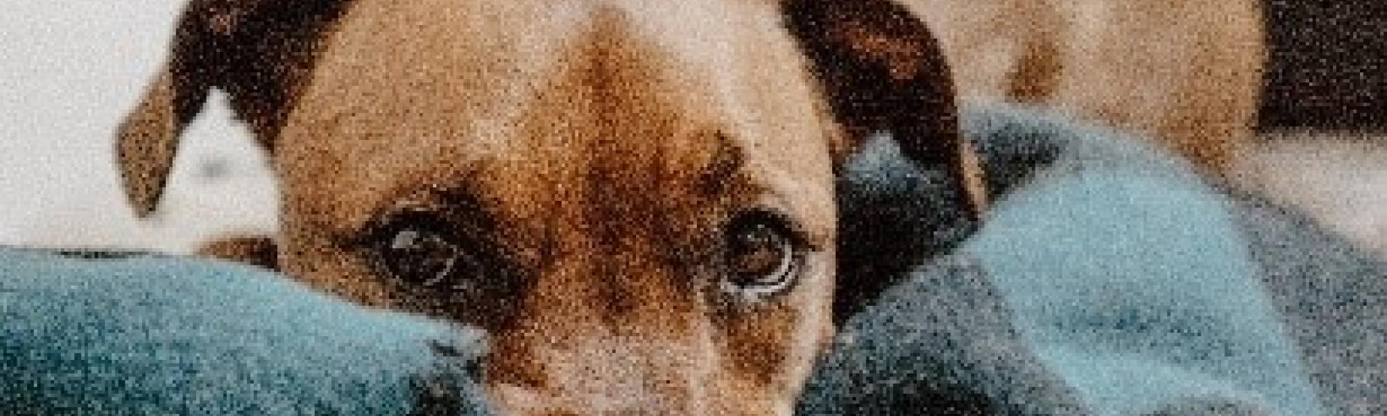 Channel 4 Recommissions The Dog House | Channel 4