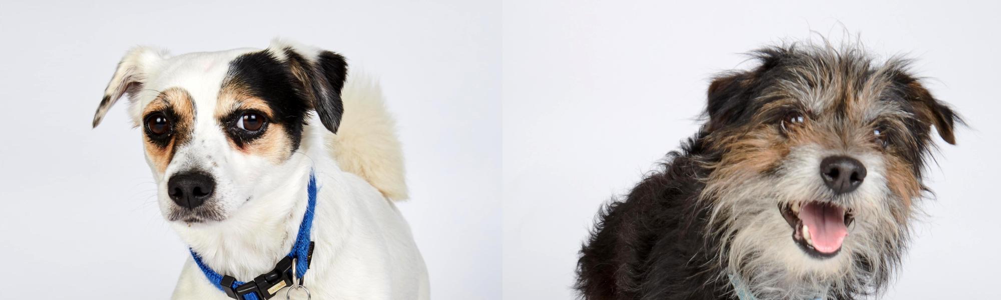 Channel 4 announces The Dog Academy – a new dog training series for ...