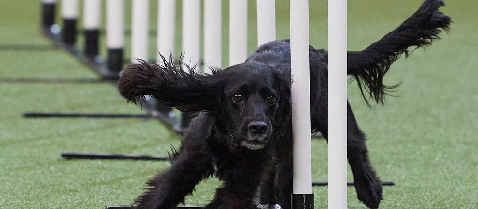 New deal keeps Crufts coverage on Channel 4 until 2029 | Channel 4
