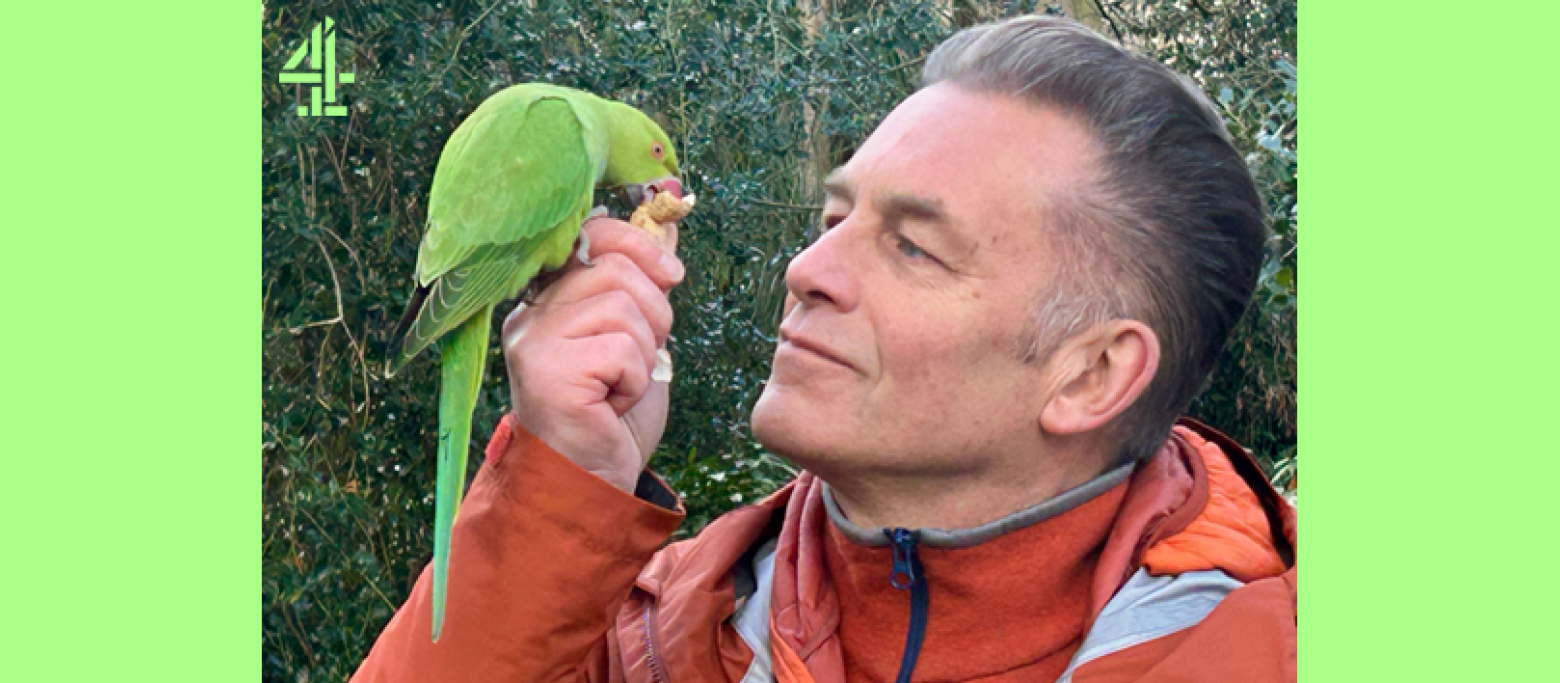 Press Pack Interview with Chris Packham- Invasion of the Parakeets ...