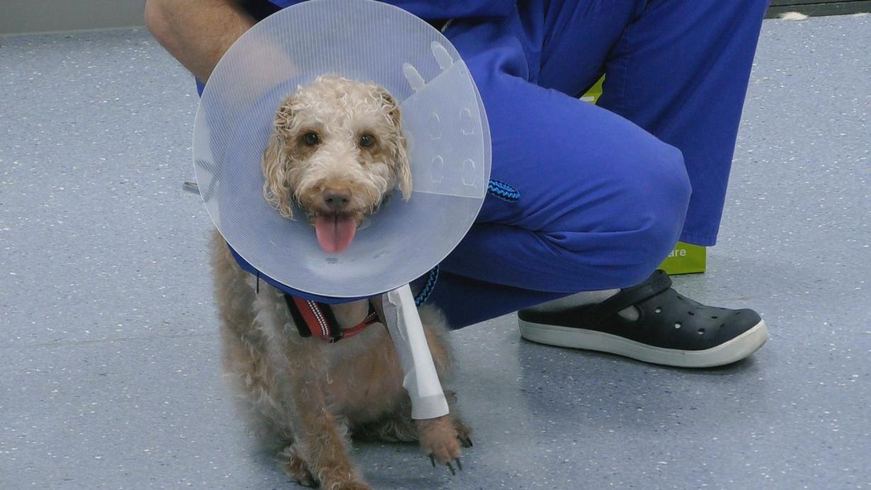 The Supervet: Noel Fitzpatrick - all new images and clip - TX Thursday ...